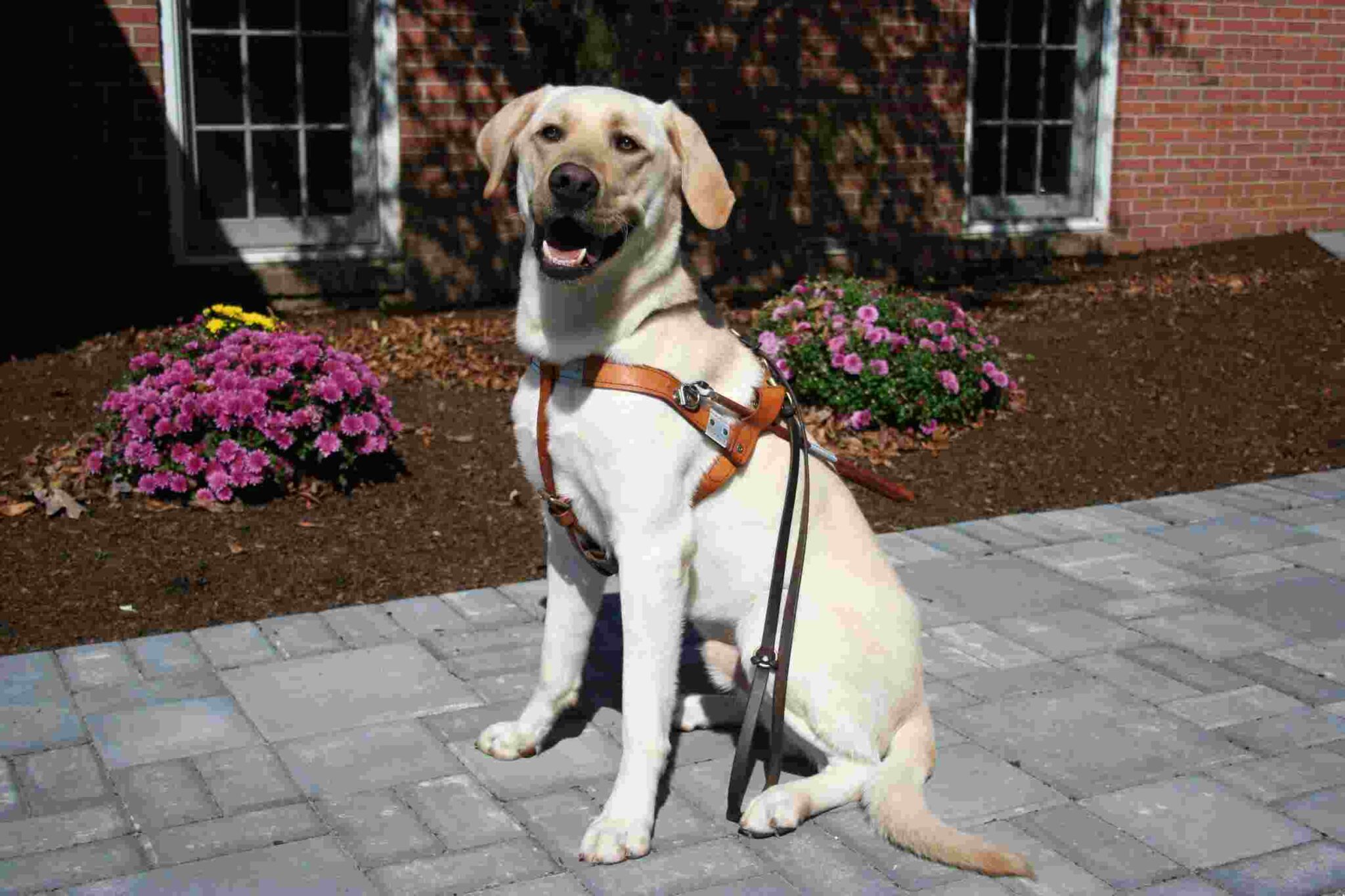 Admissions | Apply for a Guide Dog from The Seeing Eye