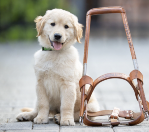 Seeing Eye® Guide Dogs Training Program