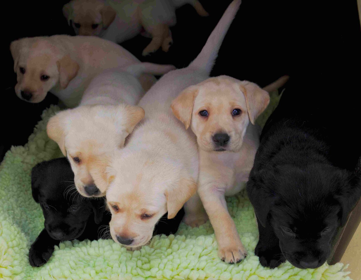 Resources for Pet Owners | Dog Tips & Support | The Seeing Eye