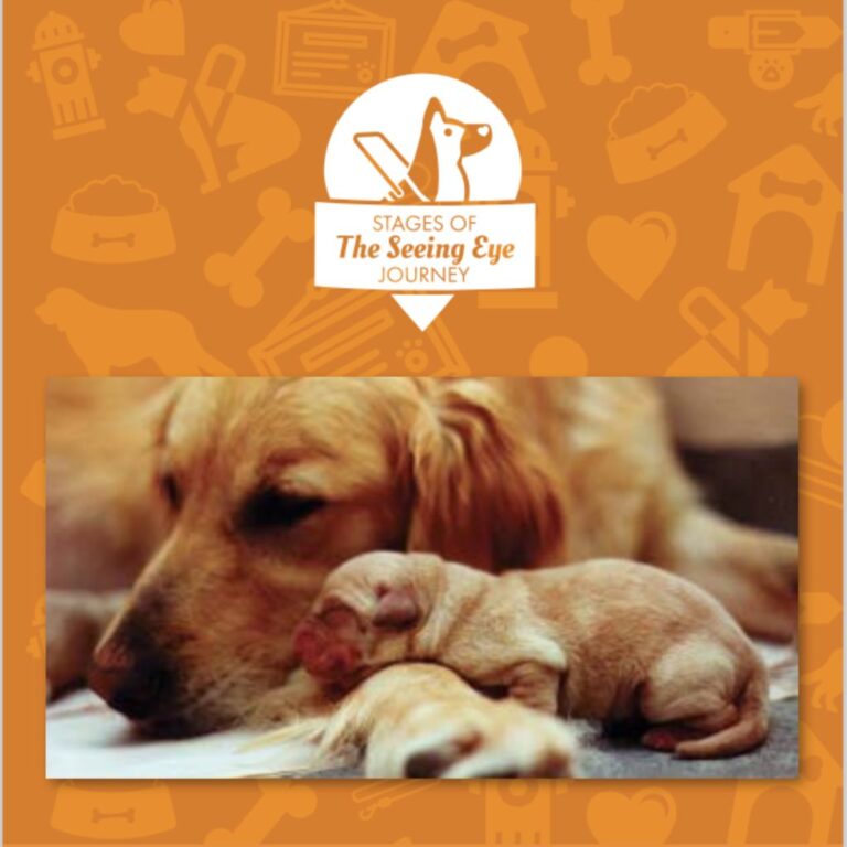 A Seeing Eye Dog's Journey and Stages | The Seeing Eye