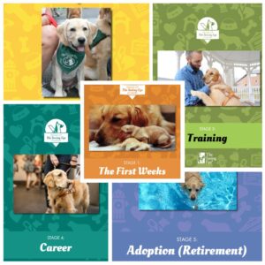 Seeing Eye Dogs | Guide Dog Training & Partnerships
