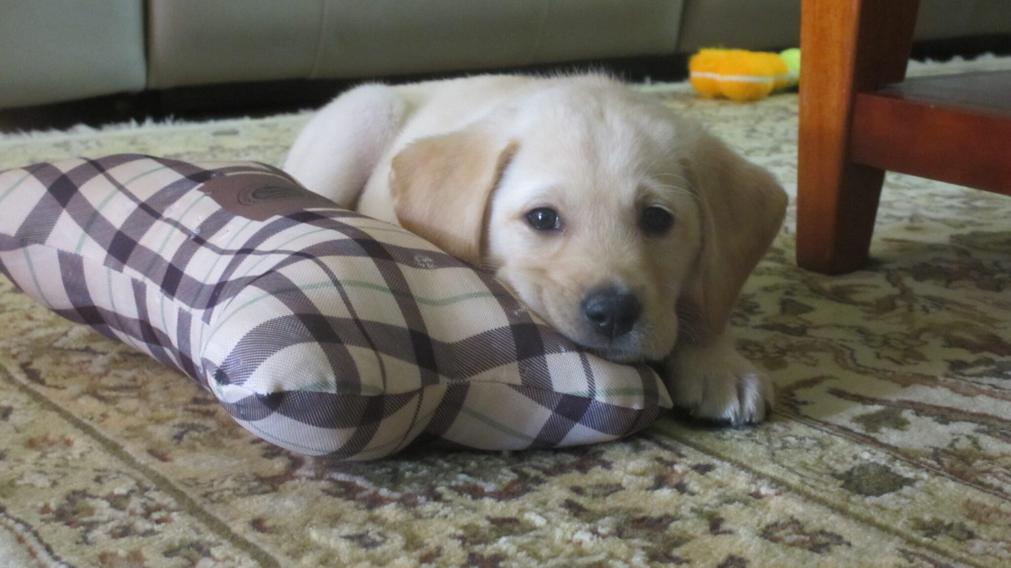 Emergency Tips for Puppy Raisers | The Seeing Eye